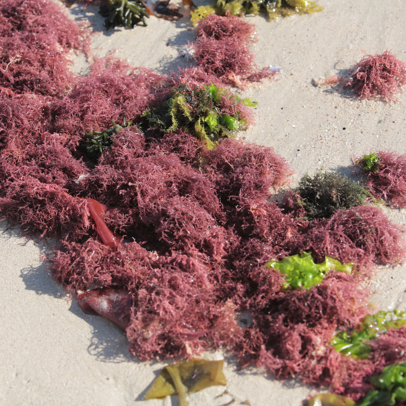 Raw Purple Sea Moss - Wildcrafted Raw Sea Moss — Duals Natural